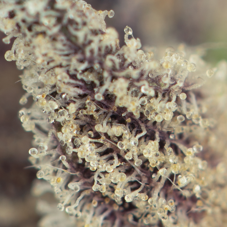 Fatso by Pluto Craft Cannabis - Weed Delivery Same Day - Tropic Exotic Weed