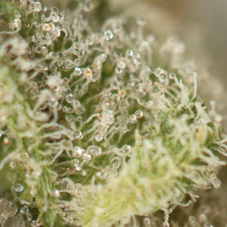 Galactic Gas - Weed Delivery Same Day - Tropic Exotic Weed